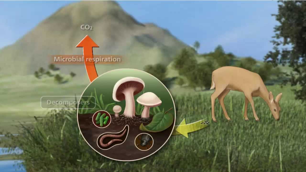 Understanding the Carbon Cycle: A 3D Journey